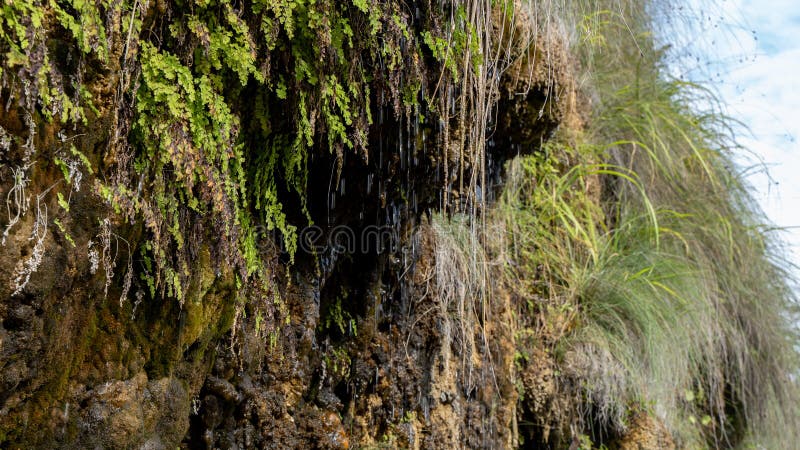 A Mountain Spring with Clear Spring Cold Water Drips from the Stone ...