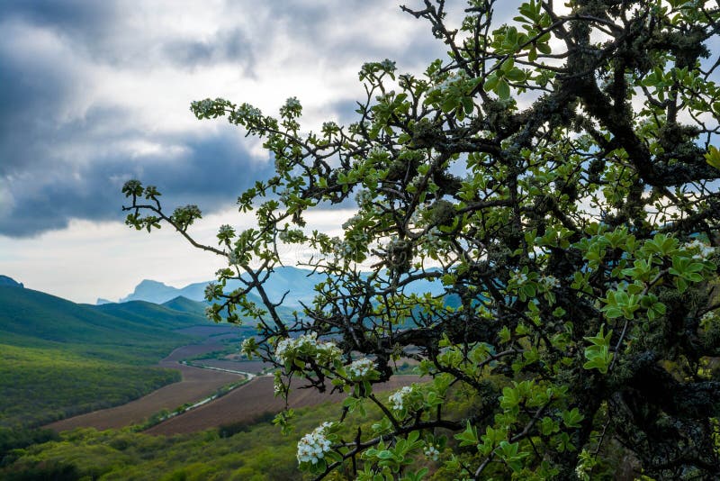 Mountain spring landscape stock photo. Image of tourism - 213666784