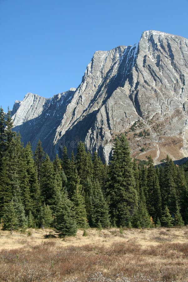 Mountain & Spruce Forest, from Clearing Stock Photo - Image of trees ...