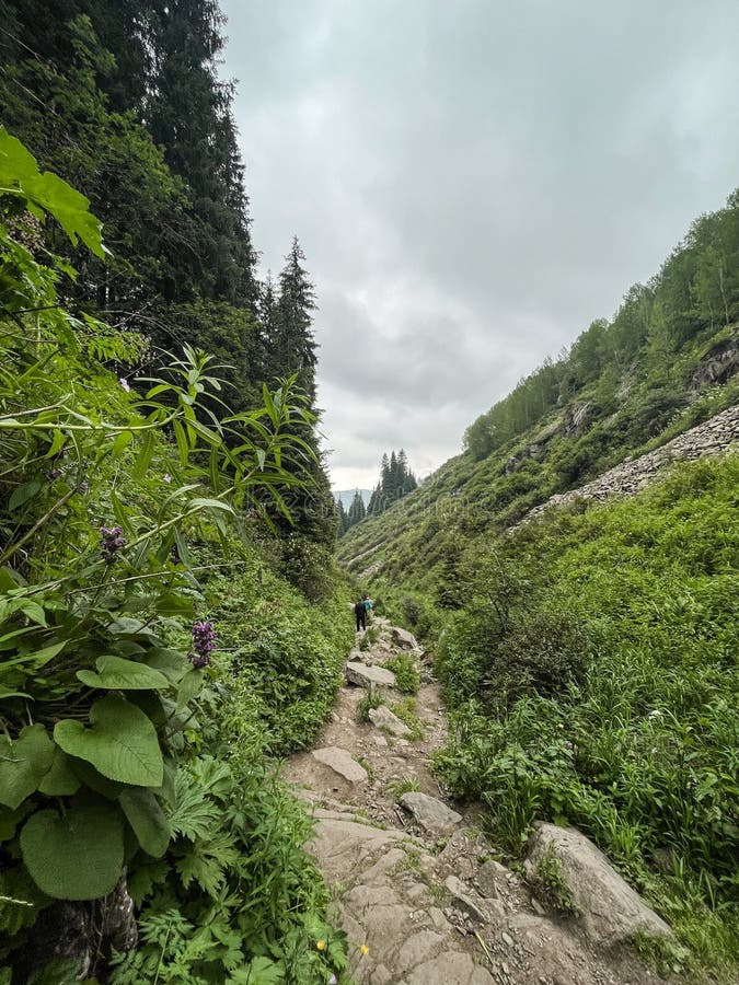 Mountain Stone Road through Green Plants. Summer in the Mountains Stock ...