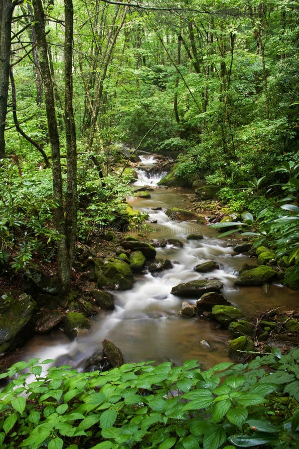 Mountain Stream stock photo. Image of flow, carolina, plants - 5929392