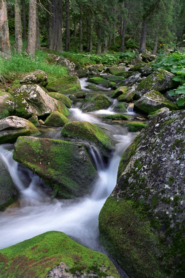 Mountain stream stock image. Image of pass, spruces, vegetation - 7326811