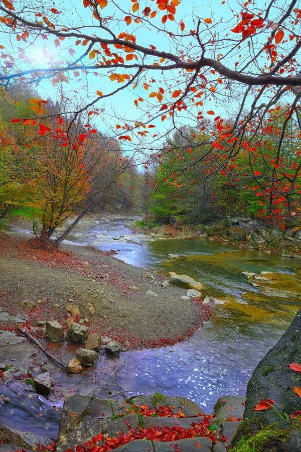 Autumn stream in forest. stock photo. Image of flow, leisure - 20930294