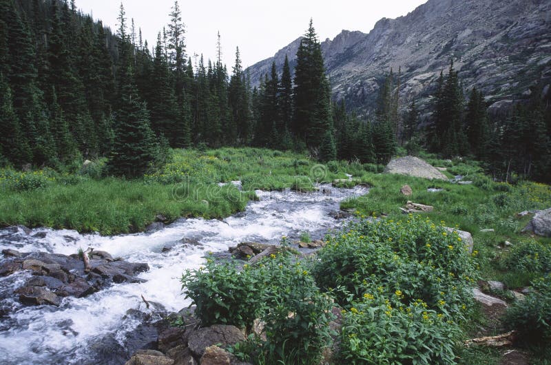 Mountain Stream in Colorado Rocky Mountains Stock Photo - Image of ...