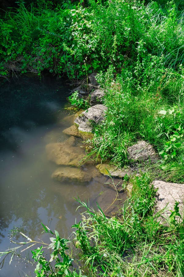 Mountain Stream in Deep Forest Stock Image - Image of splash, outdoor ...