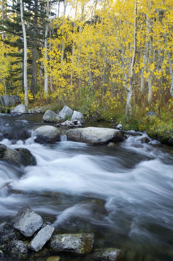 Mountain Stream, Fall Colors Stock Image - Image of plants, mountain ...