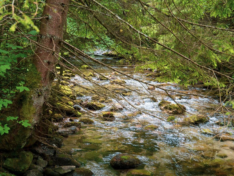 Mountain Stream Flow in the Slovak Forest Stock Photo - Image of ...