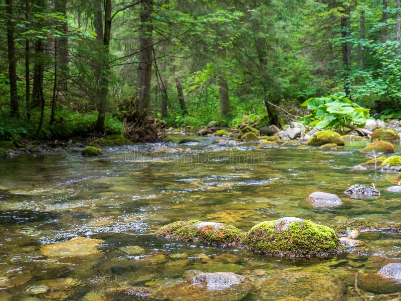Mountain Stream Flow in the Slovak Forest Stock Photo - Image of stone ...