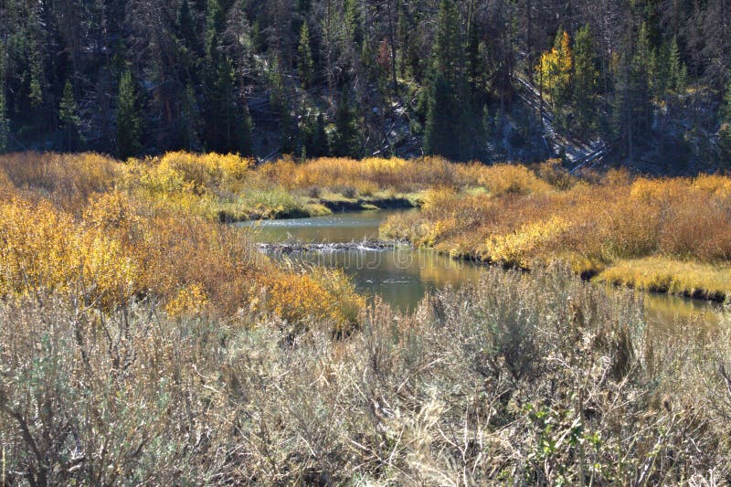 Fall Colors Surround a Mountain Stream Stock Image - Image of aspen ...