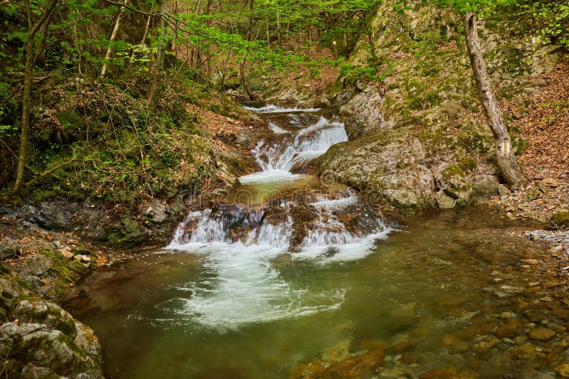 Mountain Stream Flowing through Forest Stock Image - Image of banks ...