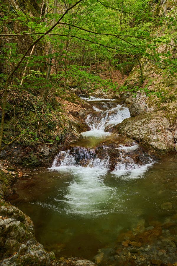Mountain Stream Flowing through Forest Stock Photo - Image of trees ...