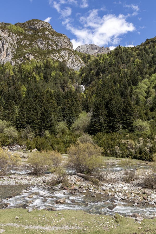 Mountain Stream Flowing through a Rocky Landscape with Dense Pine ...