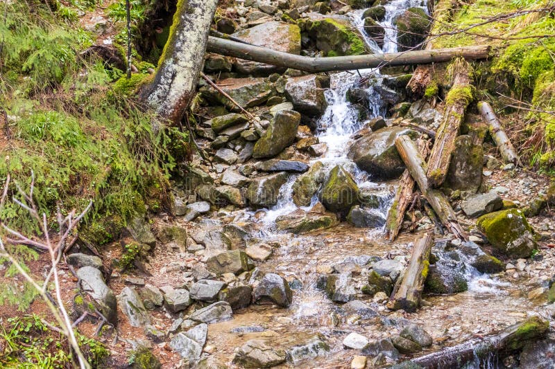 Mountain Stream Flowing through the Spring Forest. Waterfall in Poland ...