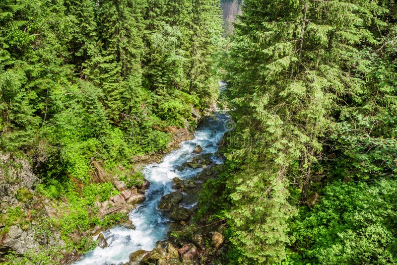 Mountain Stream Flowing through the Trees in the Mountains Stock Image ...