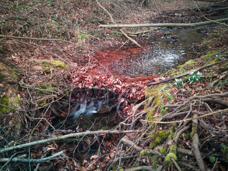 A Mountain Stream Flows through a Barrier of Twigs and Fallen Leaves in ...