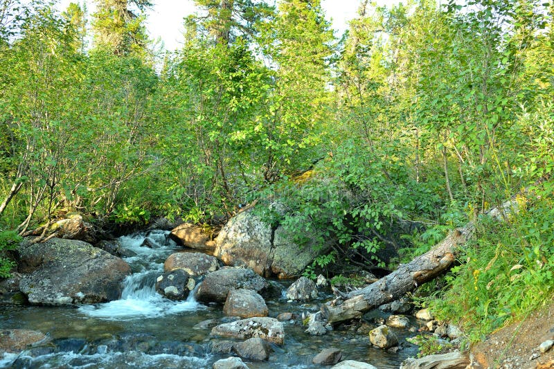 A Mountain Stream Flows Down from the Stones through the Bushes in a ...