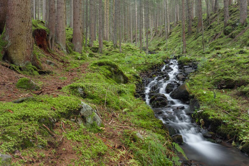 A Mountain Stream Flows Inside the Forest Stock Image - Image of alps ...