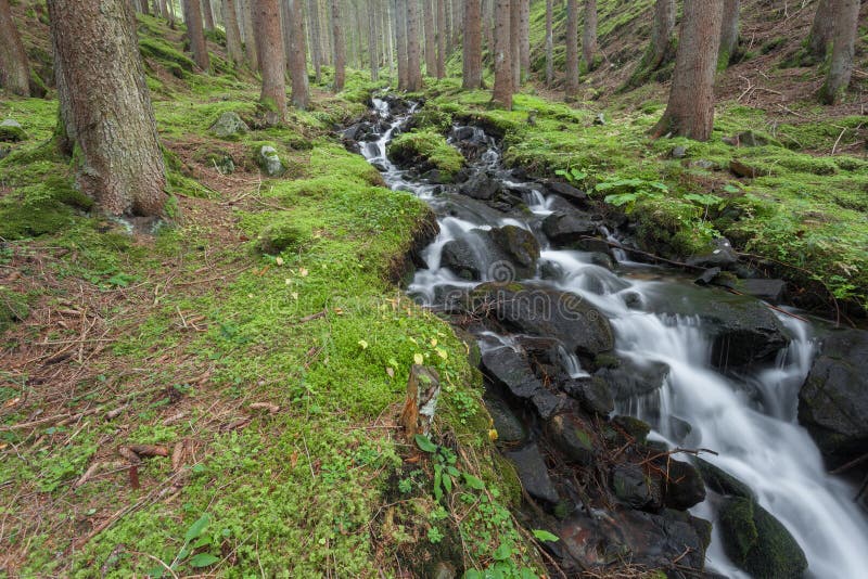 A Mountain Stream Flows Inside the Forest Stock Photo - Image of calm ...