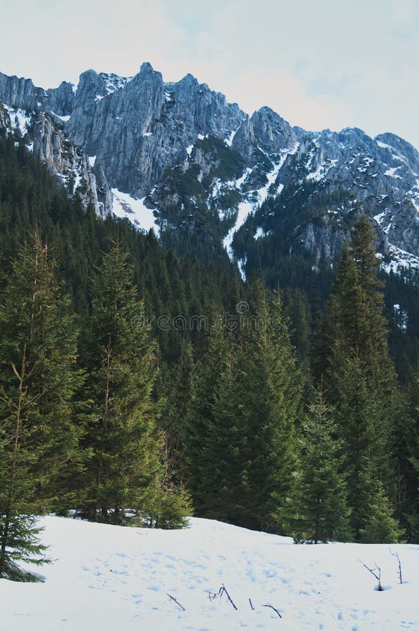 A Mountain Stream Flows between Trees in the Tatra Mountains in Poland ...
