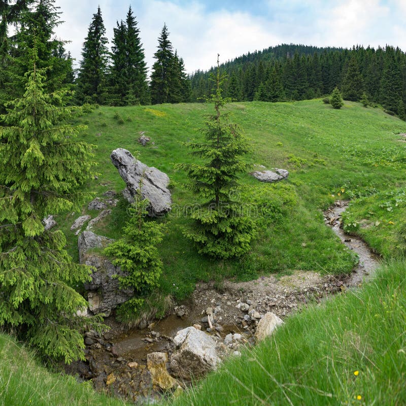 A Mountain Stream in a Forest Clearing. Winding Channel among Spruce ...
