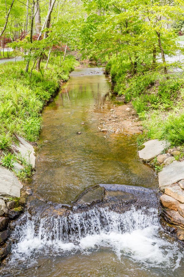 Mountain Stream through Forest Stock Photo - Image of streams, creek ...
