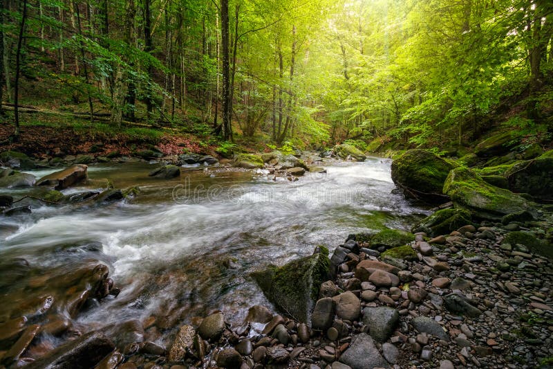 Mountain Stream among the Forest on Meadow Stock Photo - Image of ...
