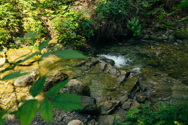 Mountain Stream in Green Forest at Spring Time with Sunbeams Stock ...