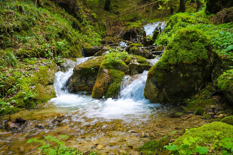 Mountain Stream in Green Forest at Summer Time. Nature Composition ...