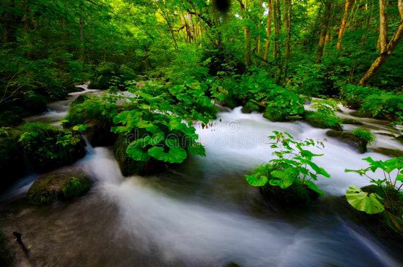 Mountain stream in japan stock image. Image of fresh - 26476819