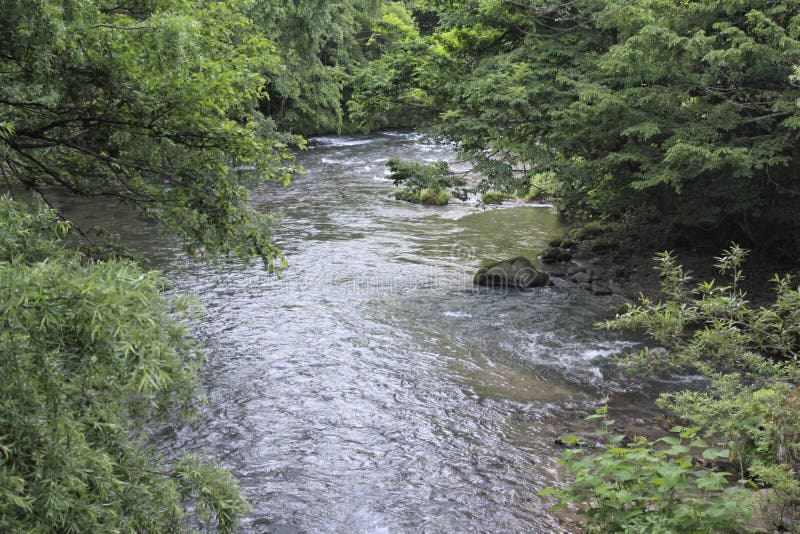 A Mountain Stream in the Lush Forest Stock Image - Image of environment ...