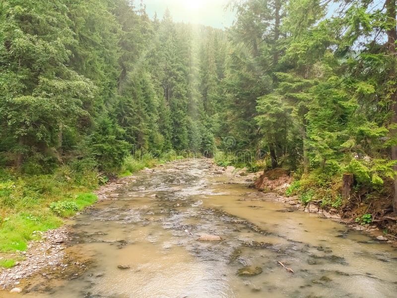 Mountain Stream in Misty Wild Forest Stock Image - Image of creek ...