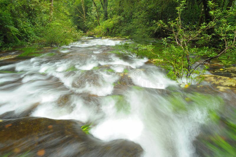 A Stream in the Rainforest stock image. Image of forest - 2072973