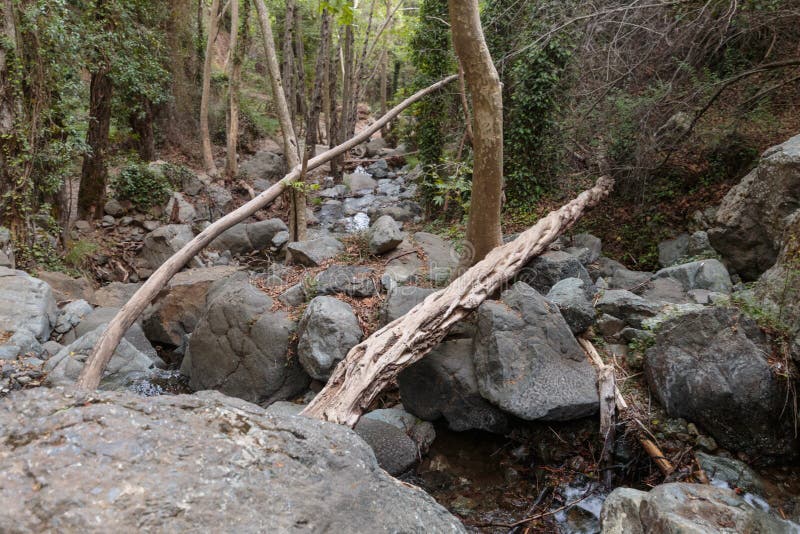 Mountain Stream River with Riffles in Forest Stock Photo - Image of ...