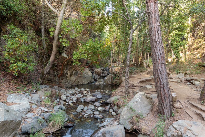 Mountain Stream River with Riffles in Forest Stock Photo - Image of ...