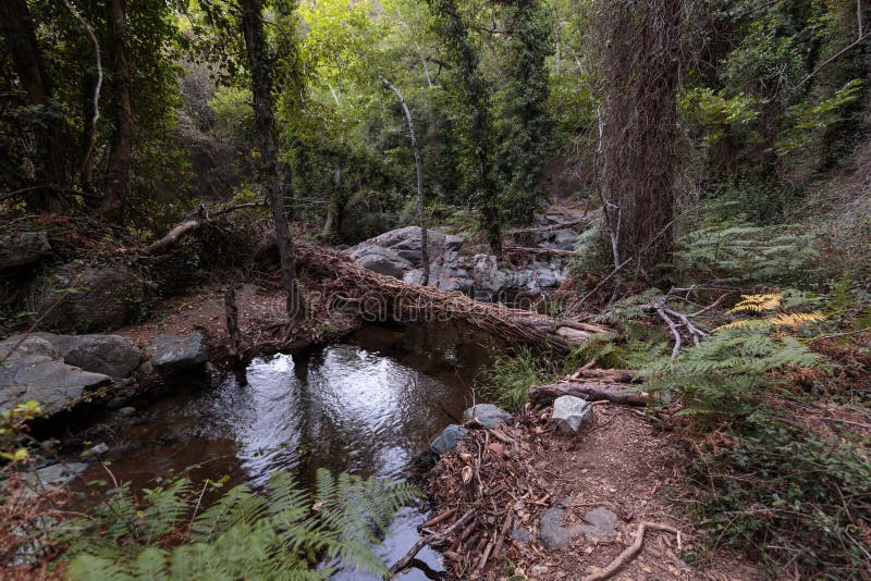 Mountain Stream River with Riffles in Forest Stock Image - Image of ...
