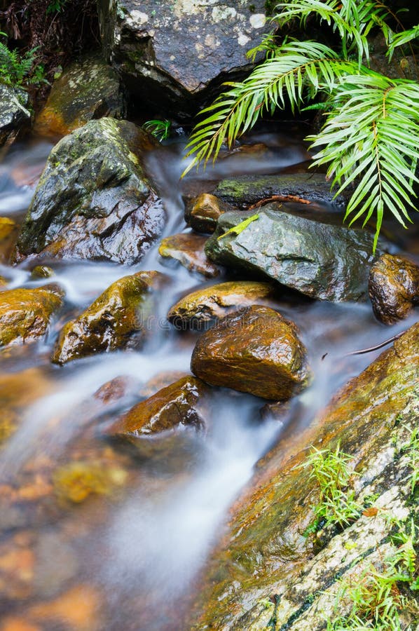 Mountain stream stock photo. Image of nature, moss, forest - 39690354