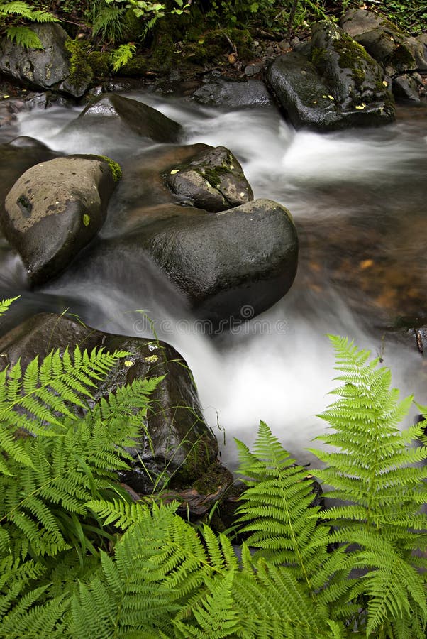 Stream With Ferns And Rocks Stock Image - Image of freshness, nobody ...