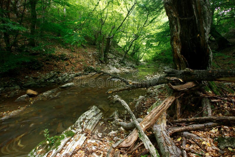 Mountain stream scenery stock image. Image of nature, summer - 1049685