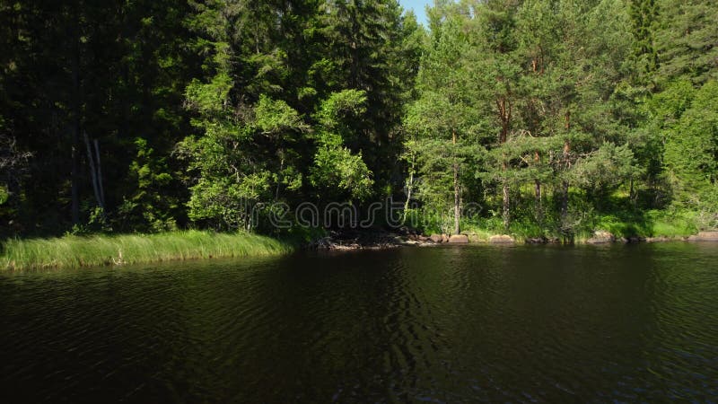 Mountain Stream in the Shadow Flows into a Pond Stock Video - Video of ...