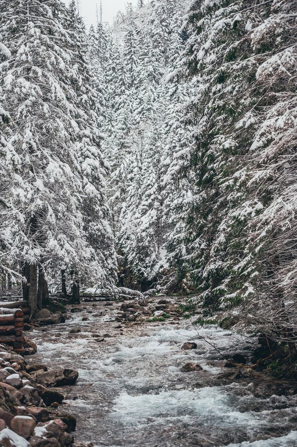 Mountain Stream among the Snowy Pine Trees in Tatra Mountains. Poland ...