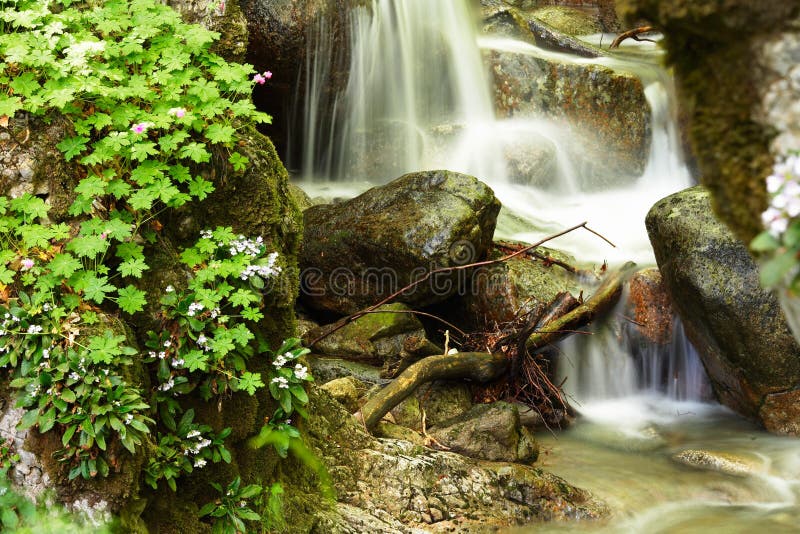 Mountain Stream and Spring Forest Flowers Stock Image - Image of smooth ...