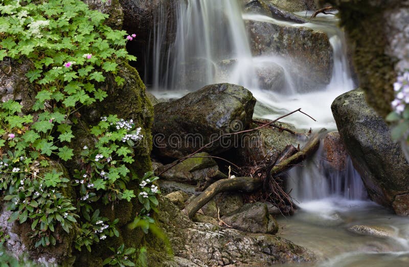 Mountain Stream and Spring Forest Flowers Stock Photo - Image of forest ...