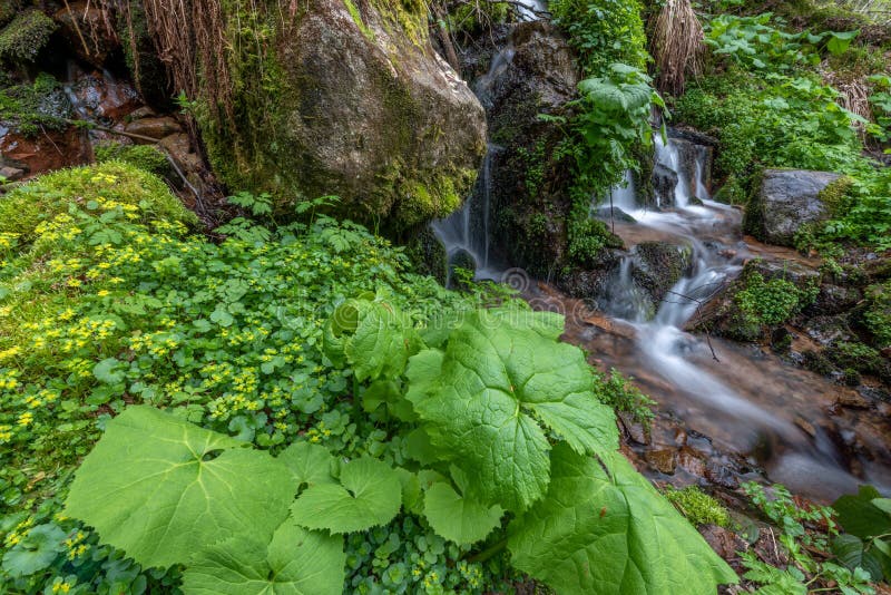 Mountain Stream in the Spring Stock Photo - Image of spring, source ...