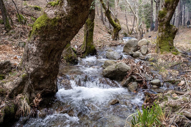 Mountain Stream in Springtime with Rocks and Water Flowing Over it ...