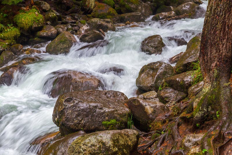 Stream and Stones. Forest River Stock Photo - Image of forest ...