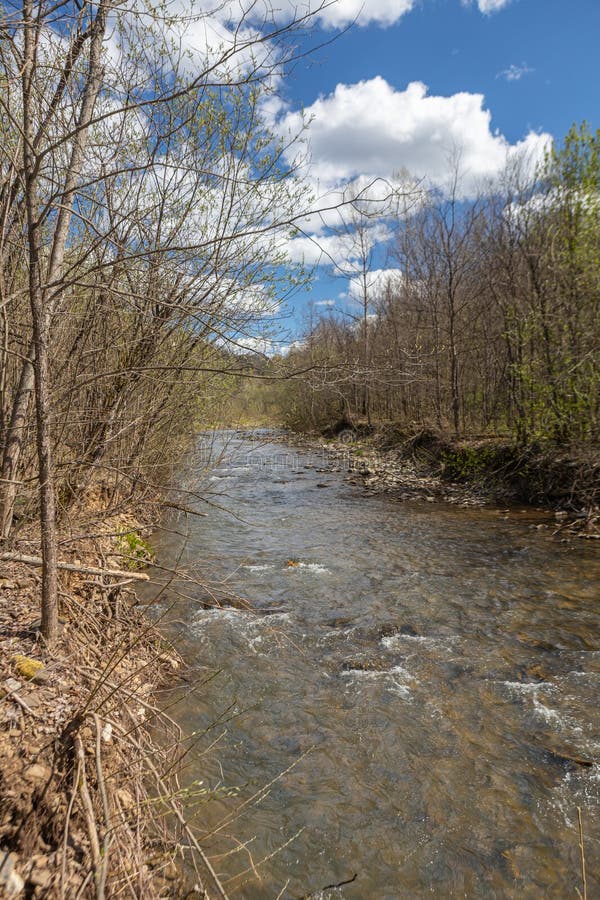 A Mountain Stream with Stormy Water Flows through the Forests in the ...