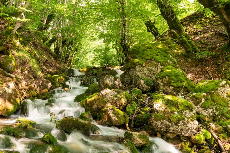 Mountain Stream on a Sunny Summer Day Under the Canopy of Green Trees ...