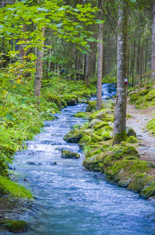 Mountain Stream Surrounded by Greenery and Woods Stock Photo - Image of ...