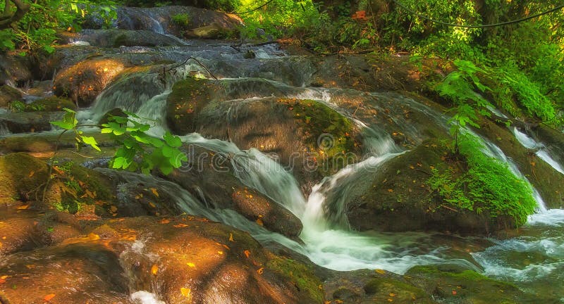 Mountain Stream among Trees Stock Image - Image of treesn, landscape ...