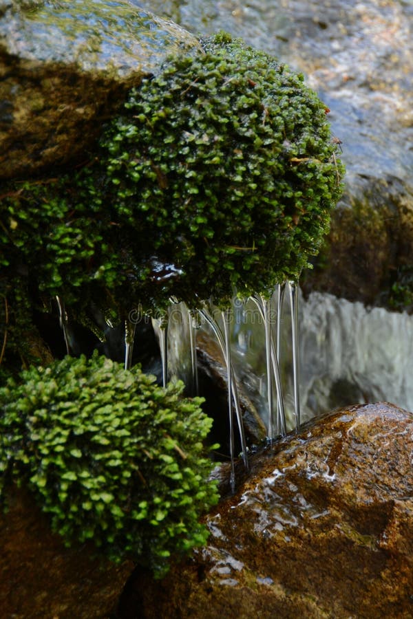 Mountain Stream and Water Flowing through Moss Stock Photo - Image of ...